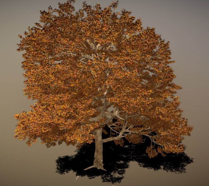 Green Ash Tree 3D model | CGTrader