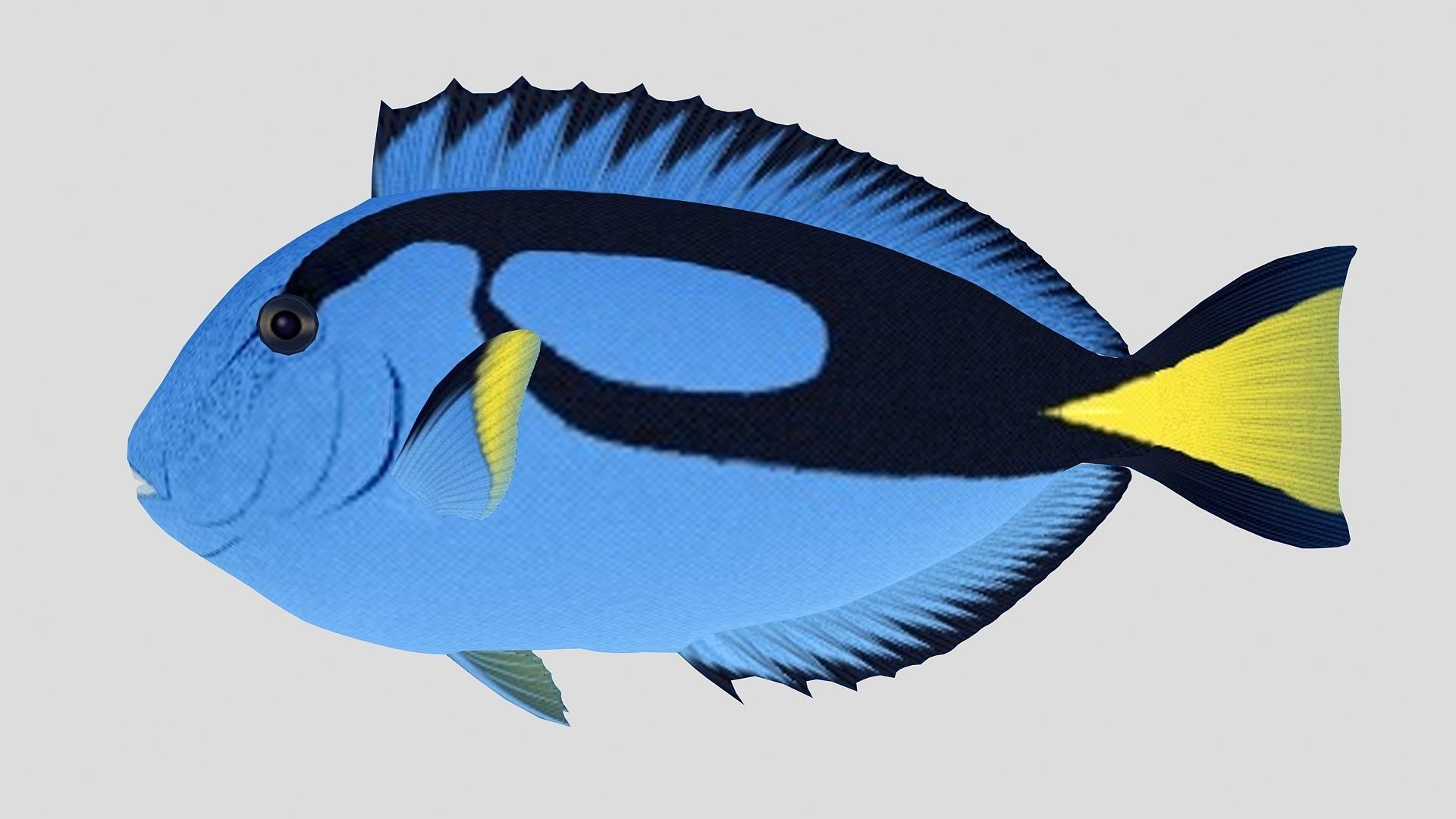 3D model Blue Tang Tropical Fish VR / AR / low-poly | CGTrader