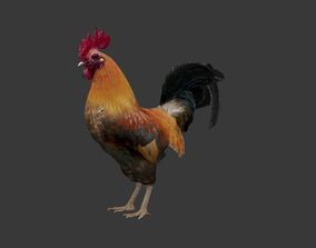 Rooster 3D Models | CGTrader