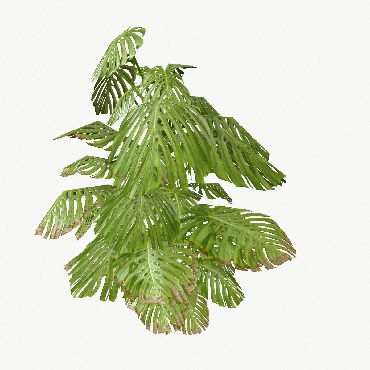 3D model Monstera Type 3 VR / AR / low-poly | CGTrader