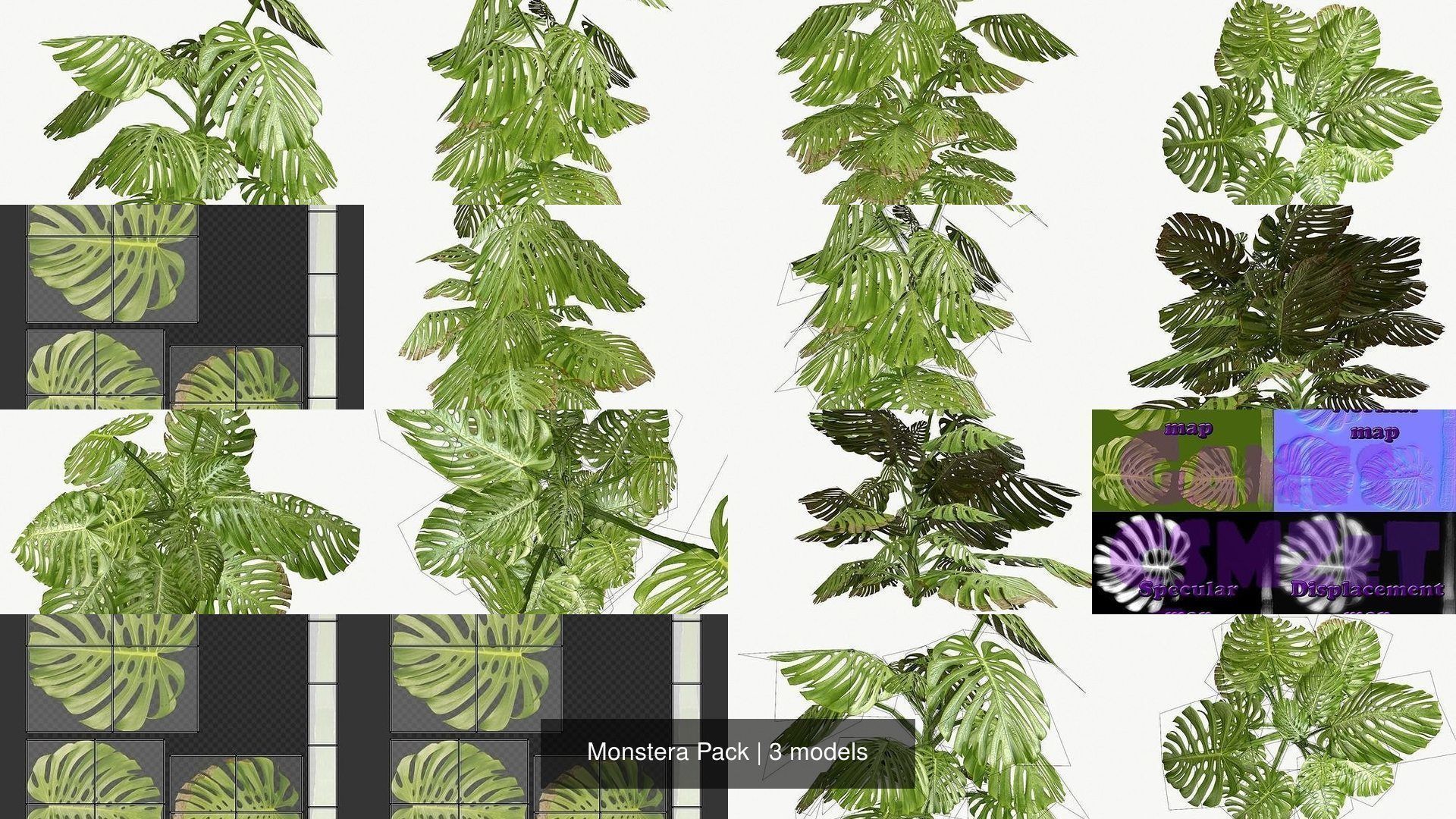 3D Model Collection Monstera Pack VR / AR / low-poly | CGTrader