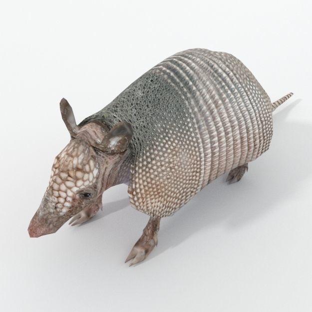 3D model Armadillo VR / AR / low-poly | CGTrader