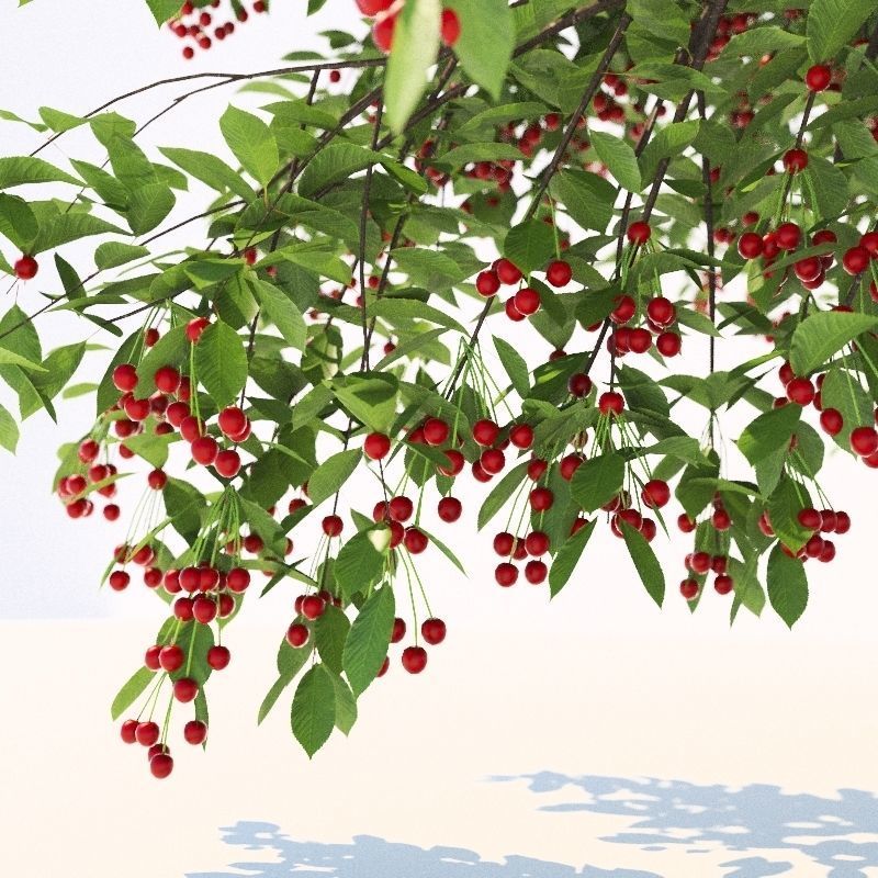 Prunus avium tree 3D model | CGTrader