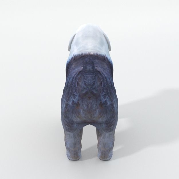 3D model Old English Sheepdog VR / AR / low-poly | CGTrader