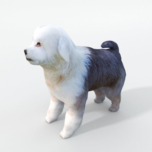 3D model Old English Sheepdog VR / AR / low-poly | CGTrader