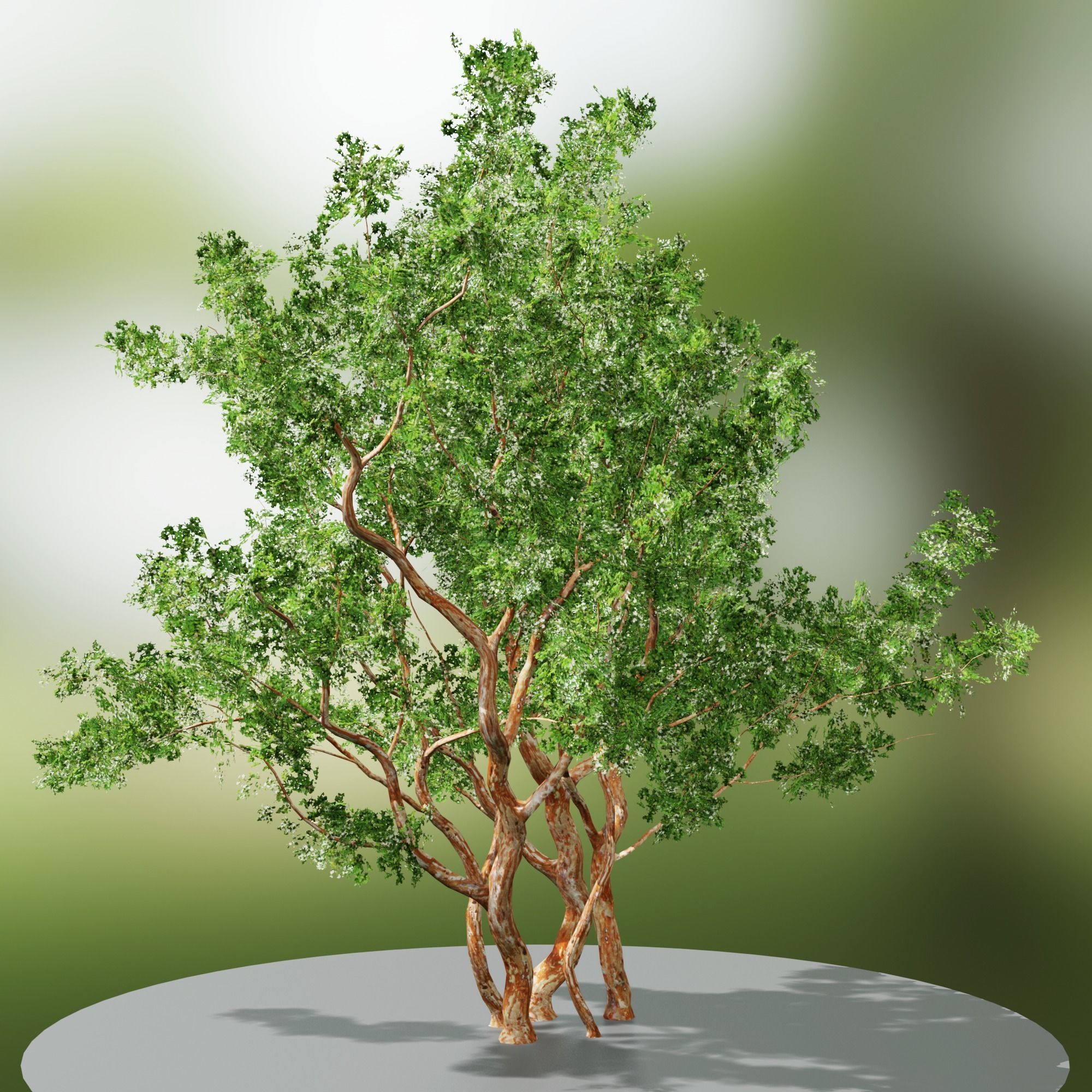 Arrayan Luma Apiculata 3D asset | CGTrader