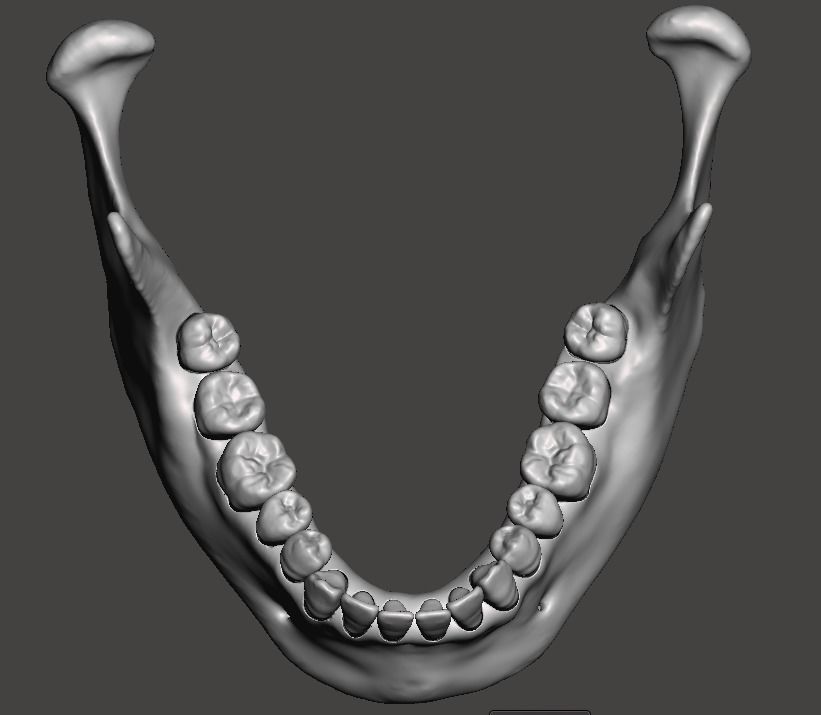 Real human mandibular jaw anatomy with teeth 3D model 3D printable ...