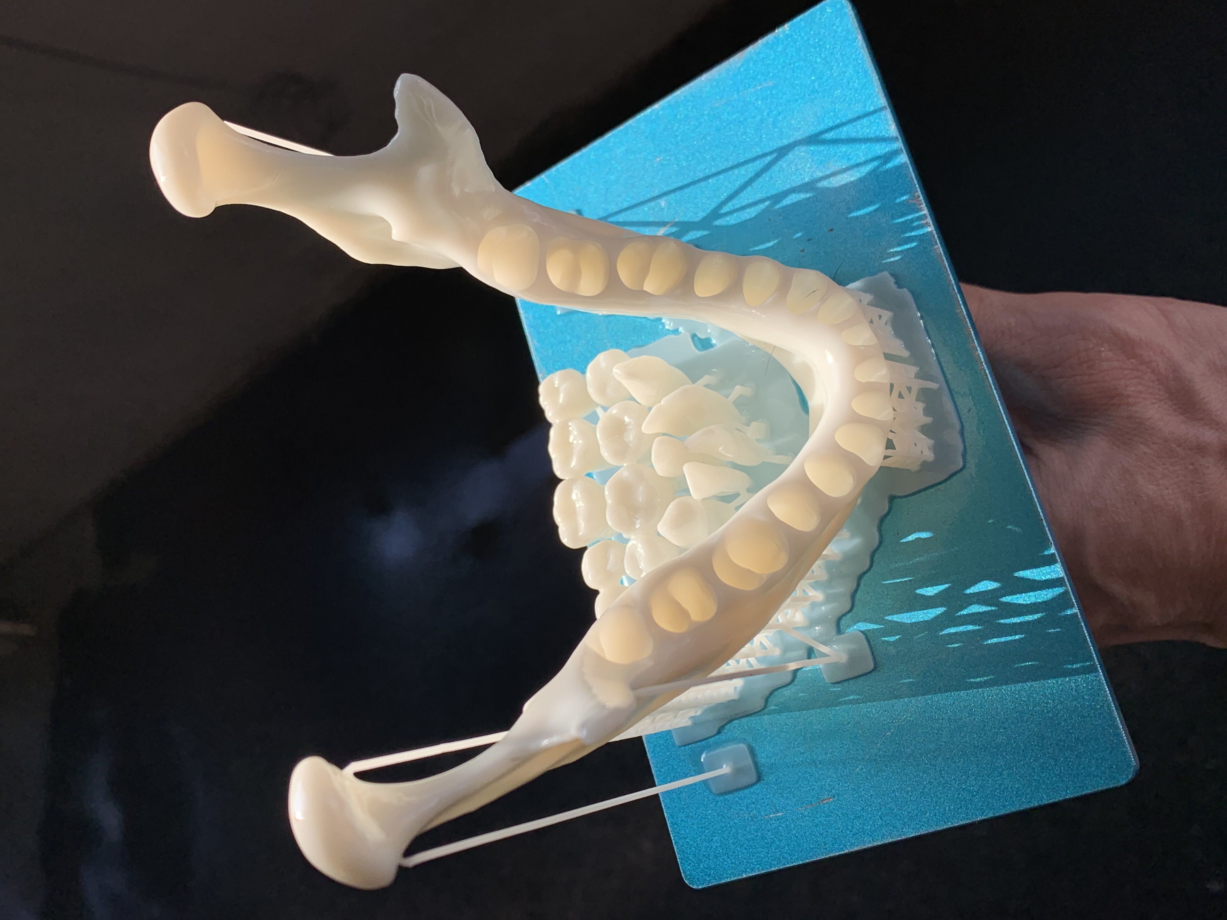 Real human mandibular jaw anatomy with teeth 3D model 3D printable ...