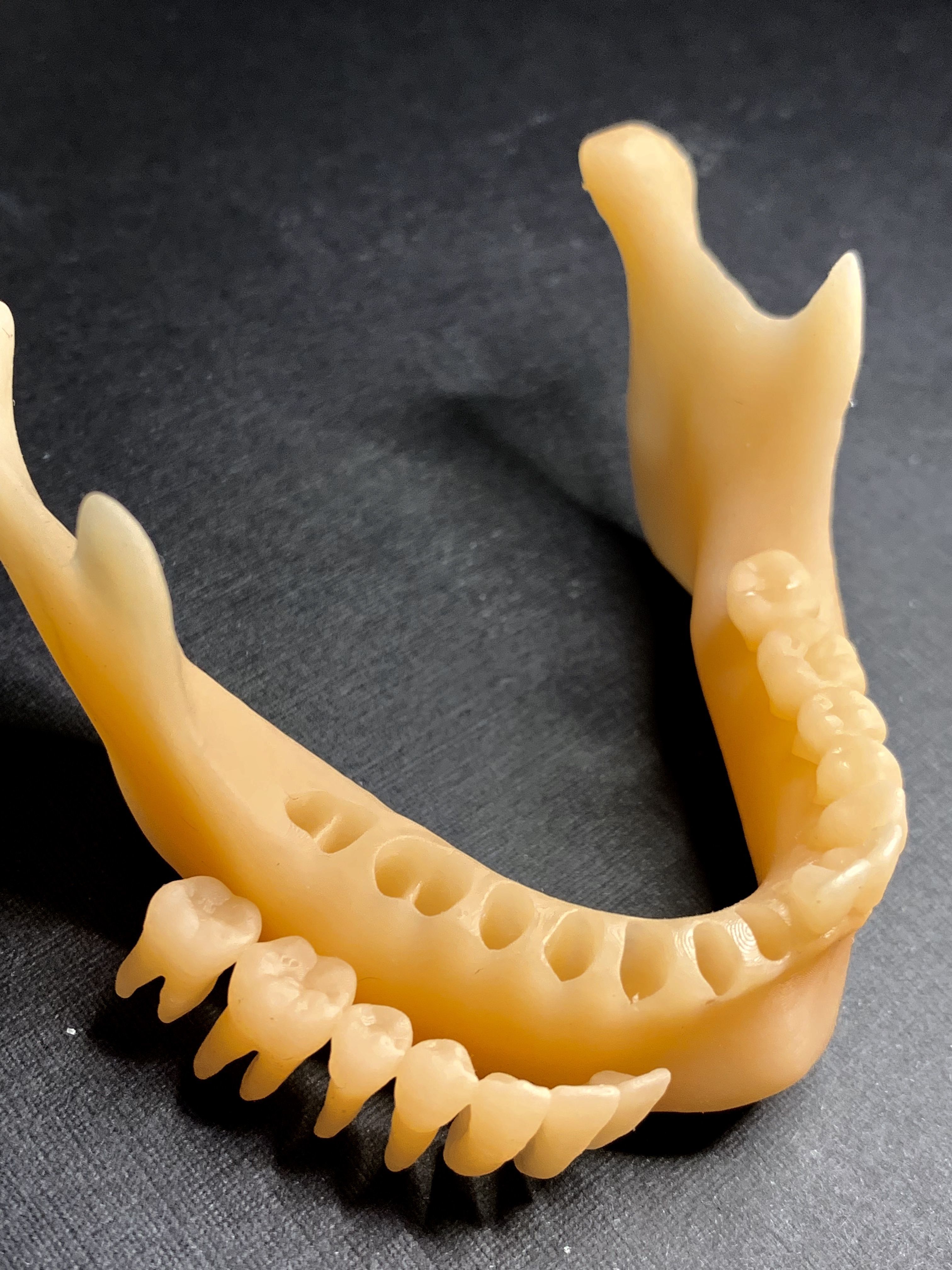 Real human mandibular jaw anatomy with teeth 3D model 3D printable ...