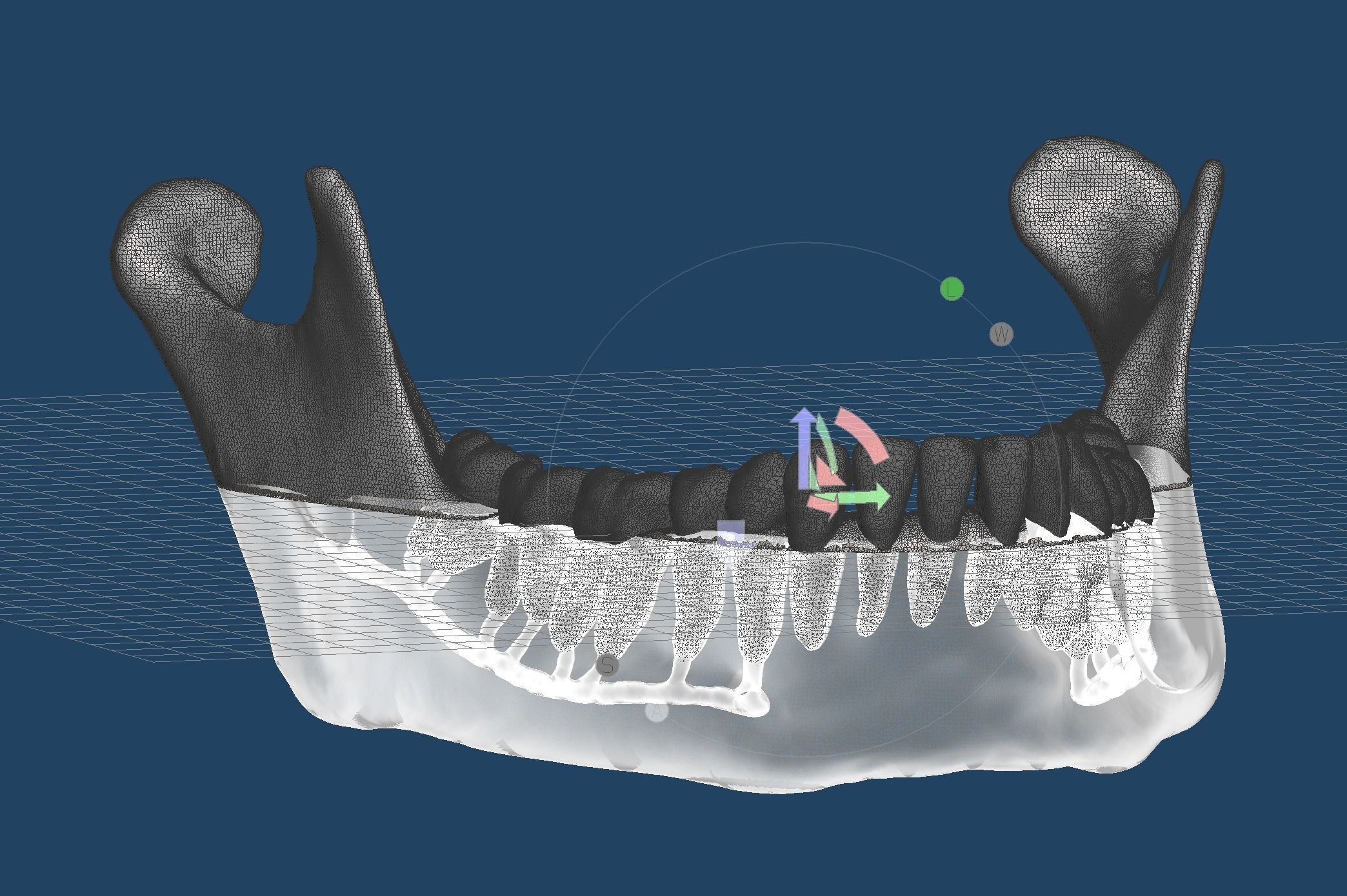 Real human mandibular jaw anatomy with teeth 3D model 3D printable ...