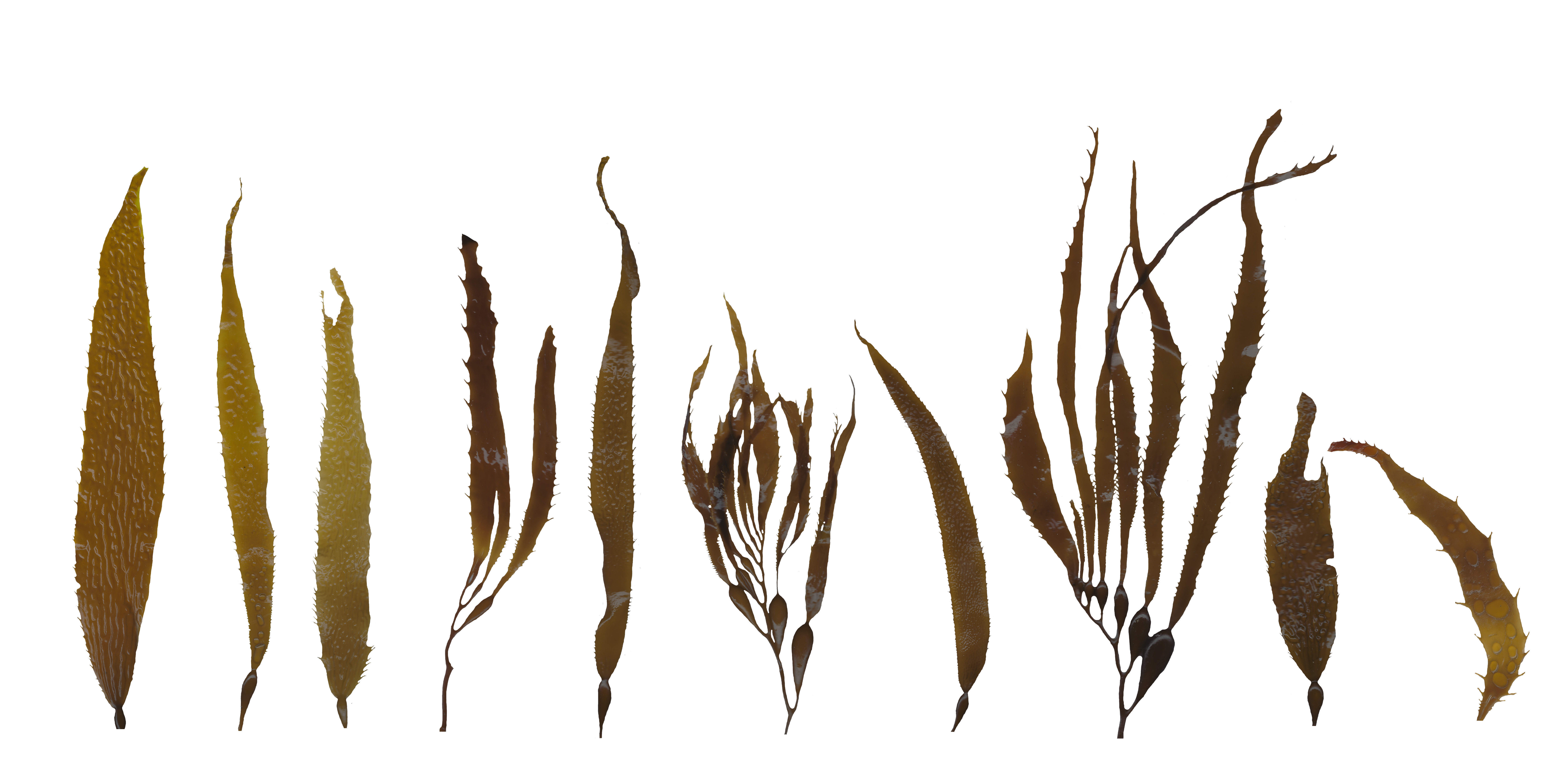 Giant Kelp Texture Pack - 22 Textures free Texture | CGTrader