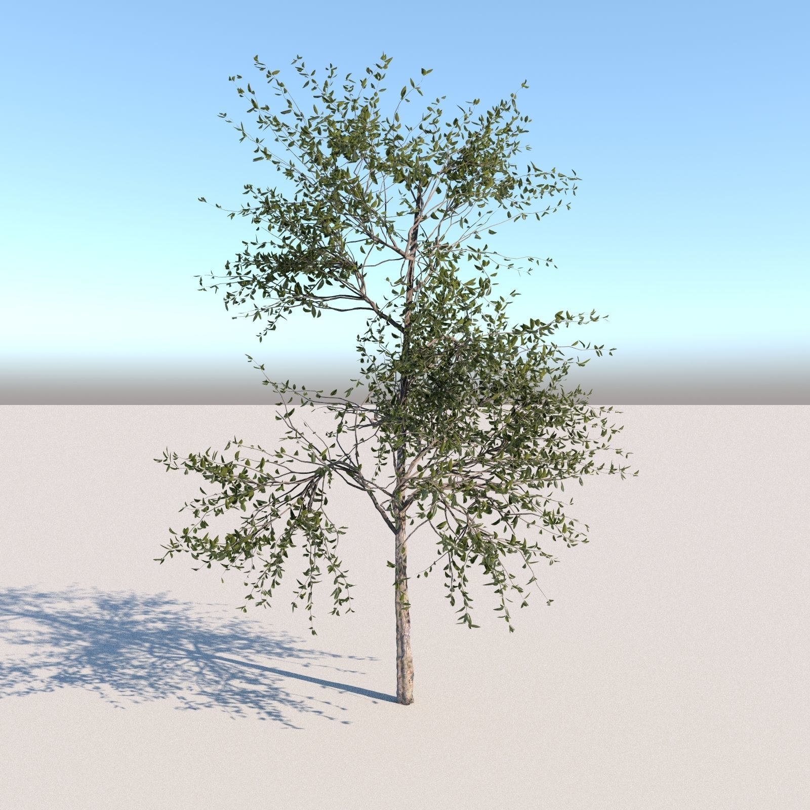 Photorealistic Animated Trees Pack 3D model animated | CGTrader