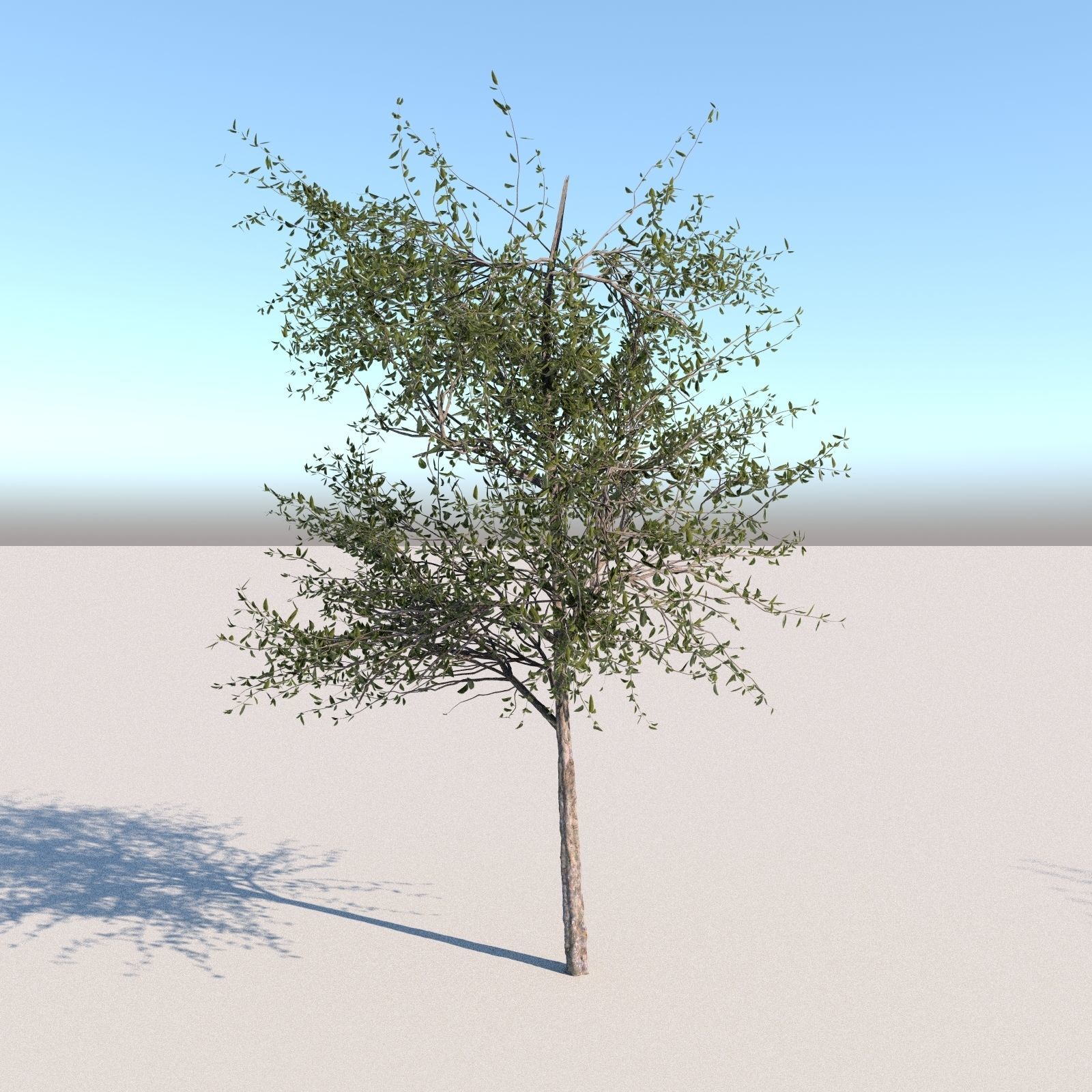 Photorealistic Animated Trees Pack 3D model animated | CGTrader