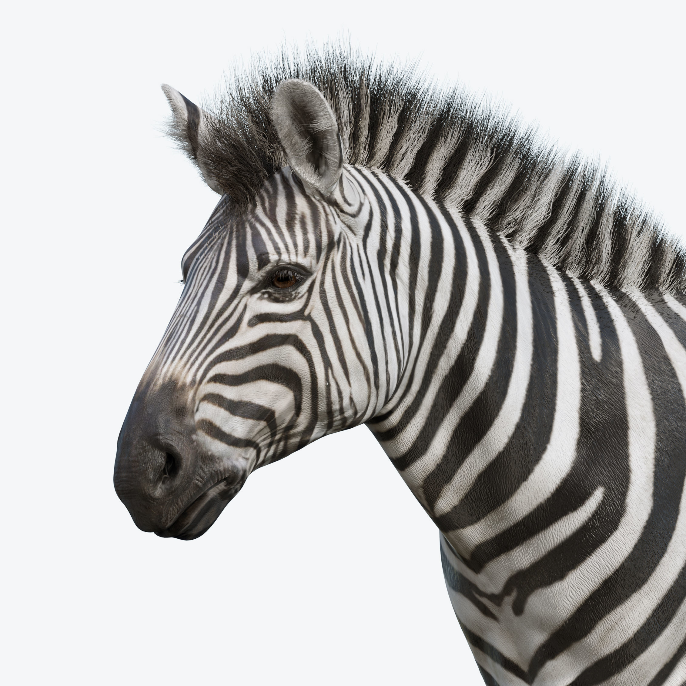 3D model Zebra VR / AR / low-poly | CGTrader