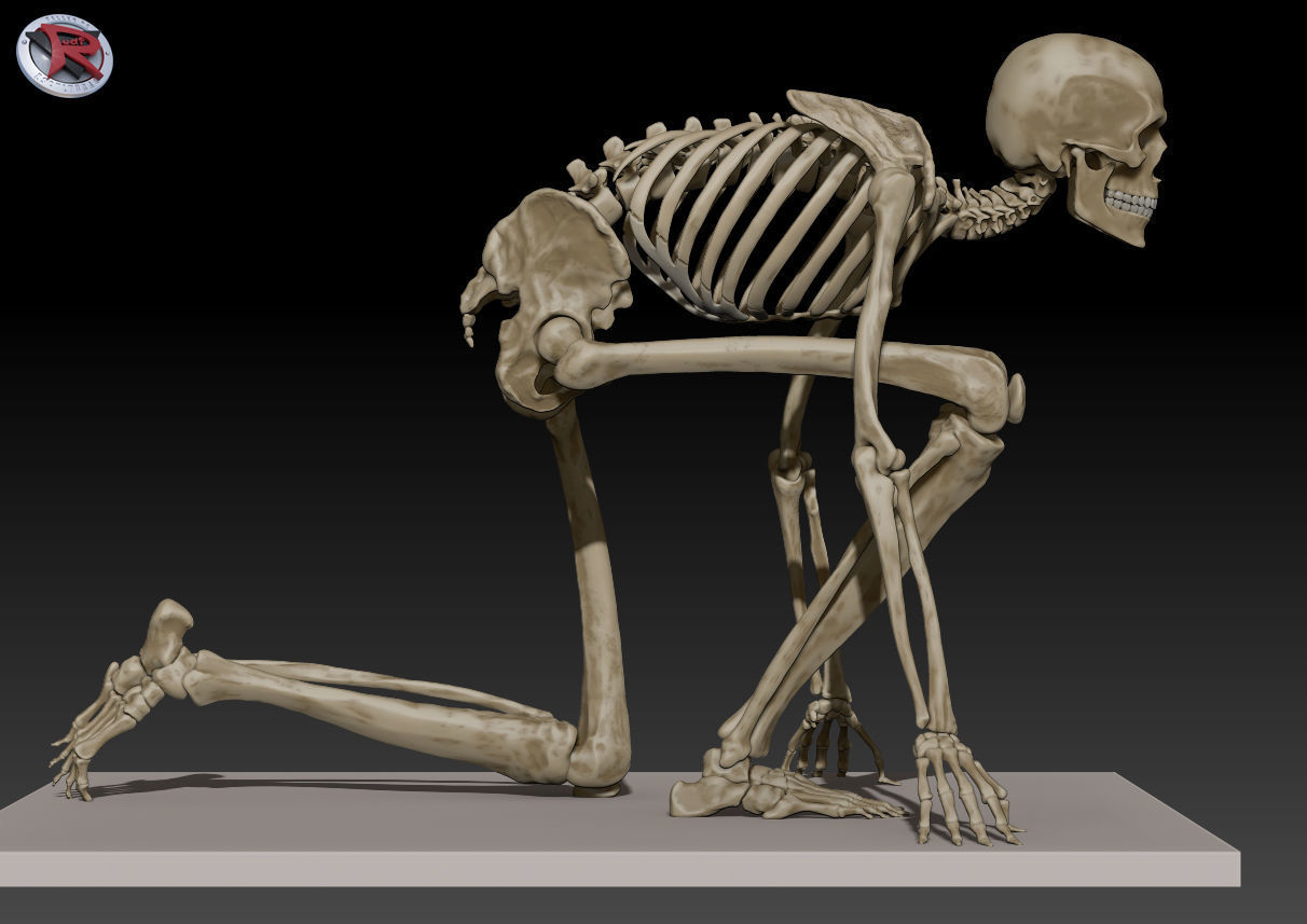 Male and Female Skeleton poseable 3D model 3D printable | CGTrader