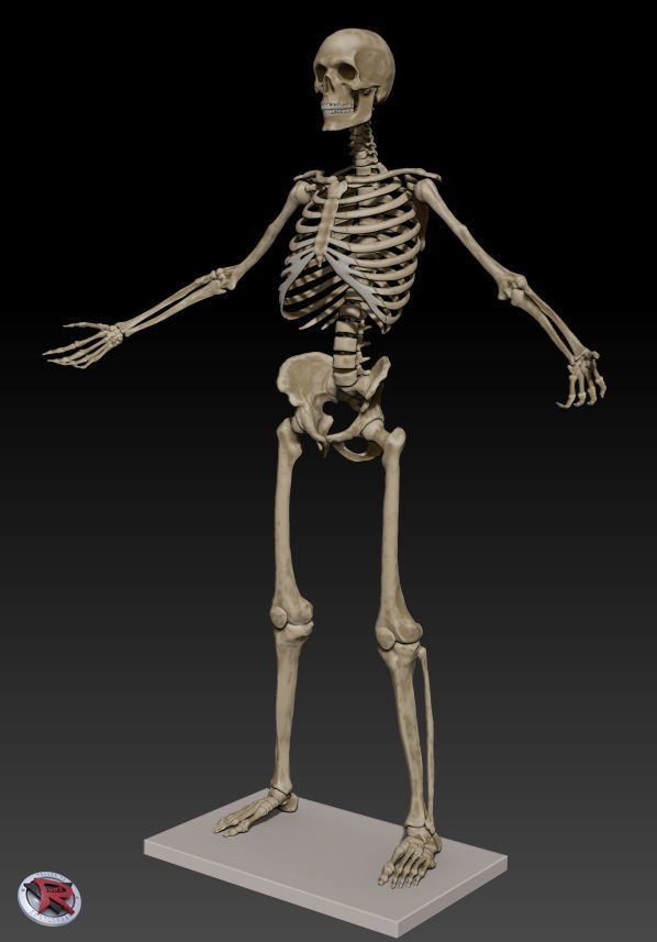 Male and Female Skeleton poseable 3D model 3D printable | CGTrader