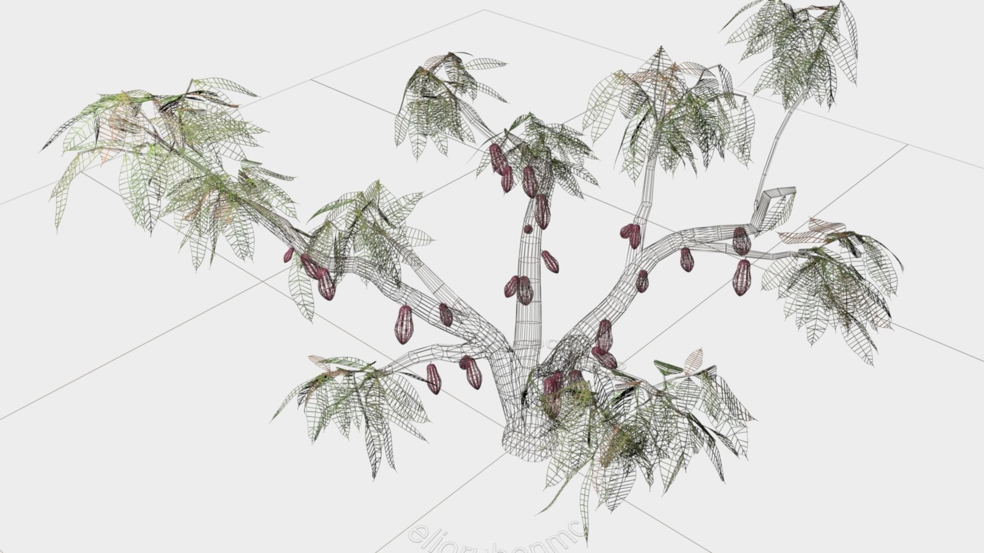Cacao Tree type CCN51 with Fruit 3D model | CGTrader
