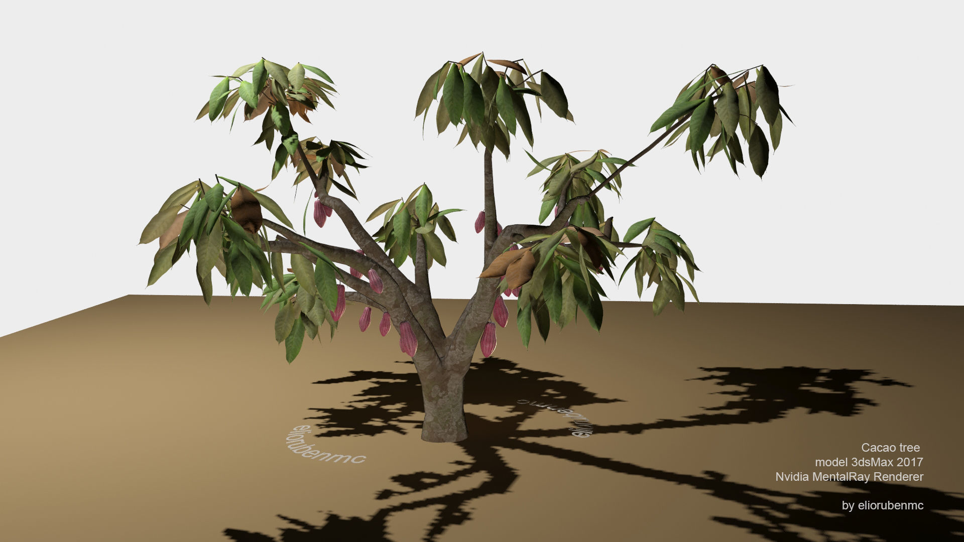 Cacao Tree type CCN51 with Fruit 3D model | CGTrader