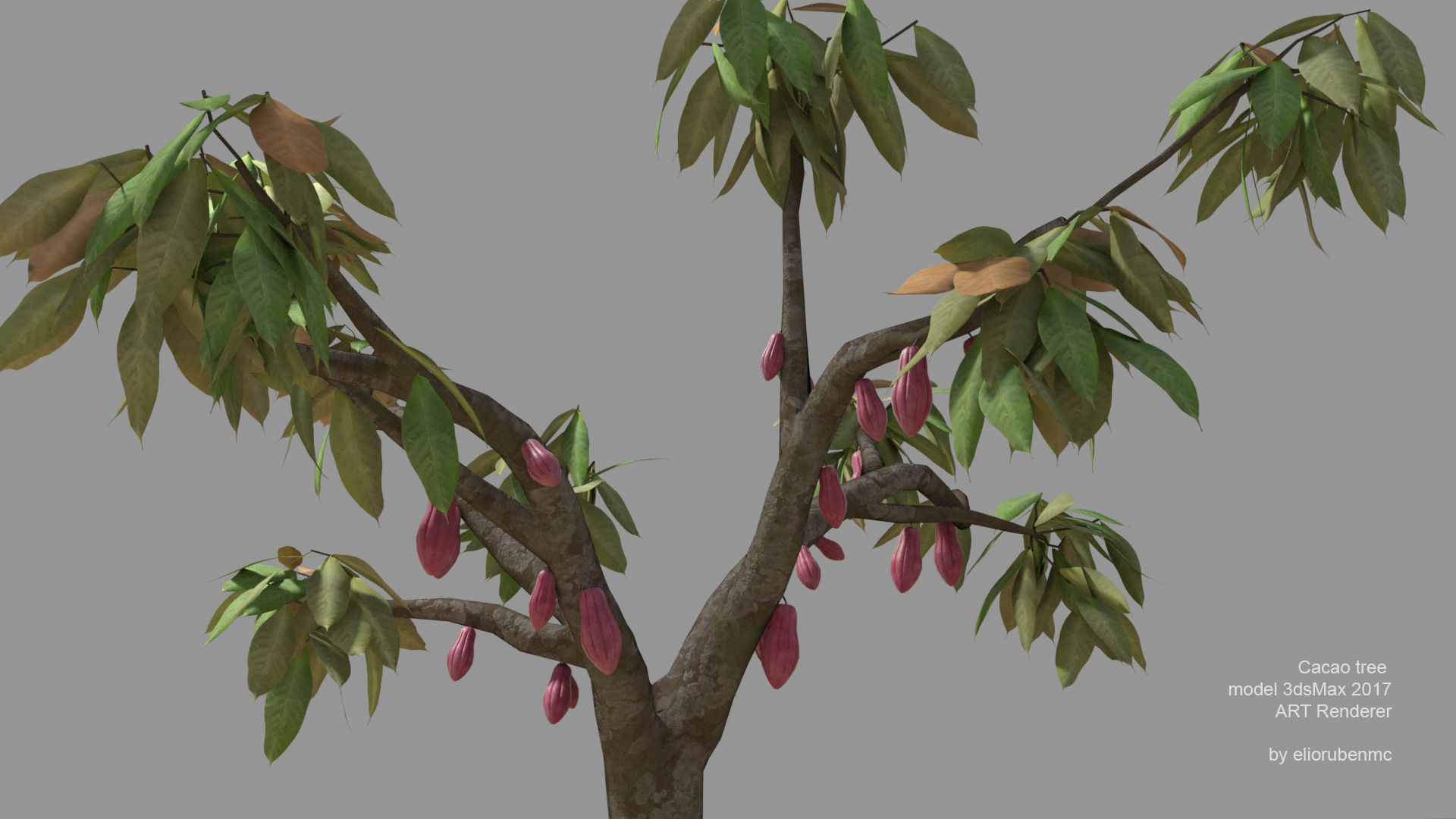 Cacao Tree type CCN51 with Fruit 3D model | CGTrader