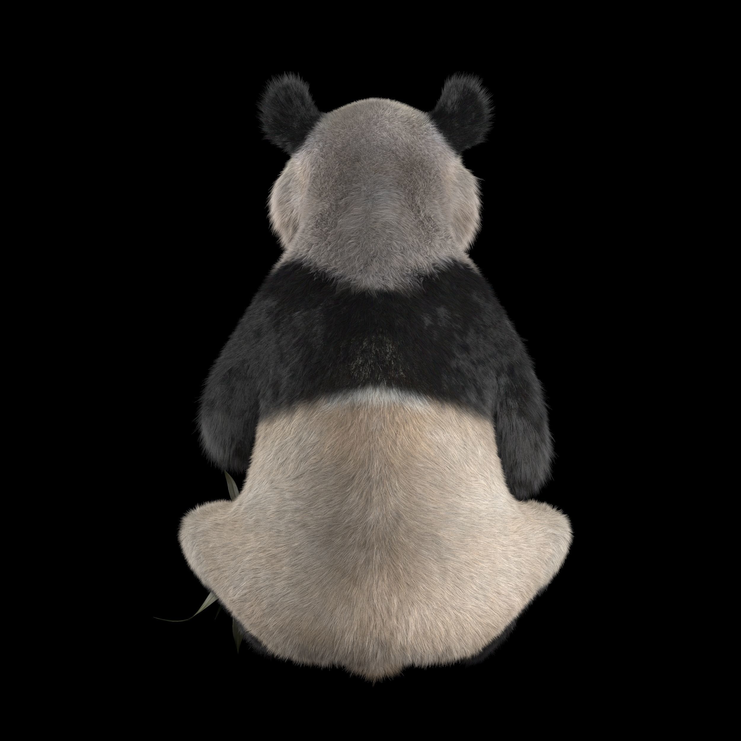 Giant Panda 3D model | CGTrader