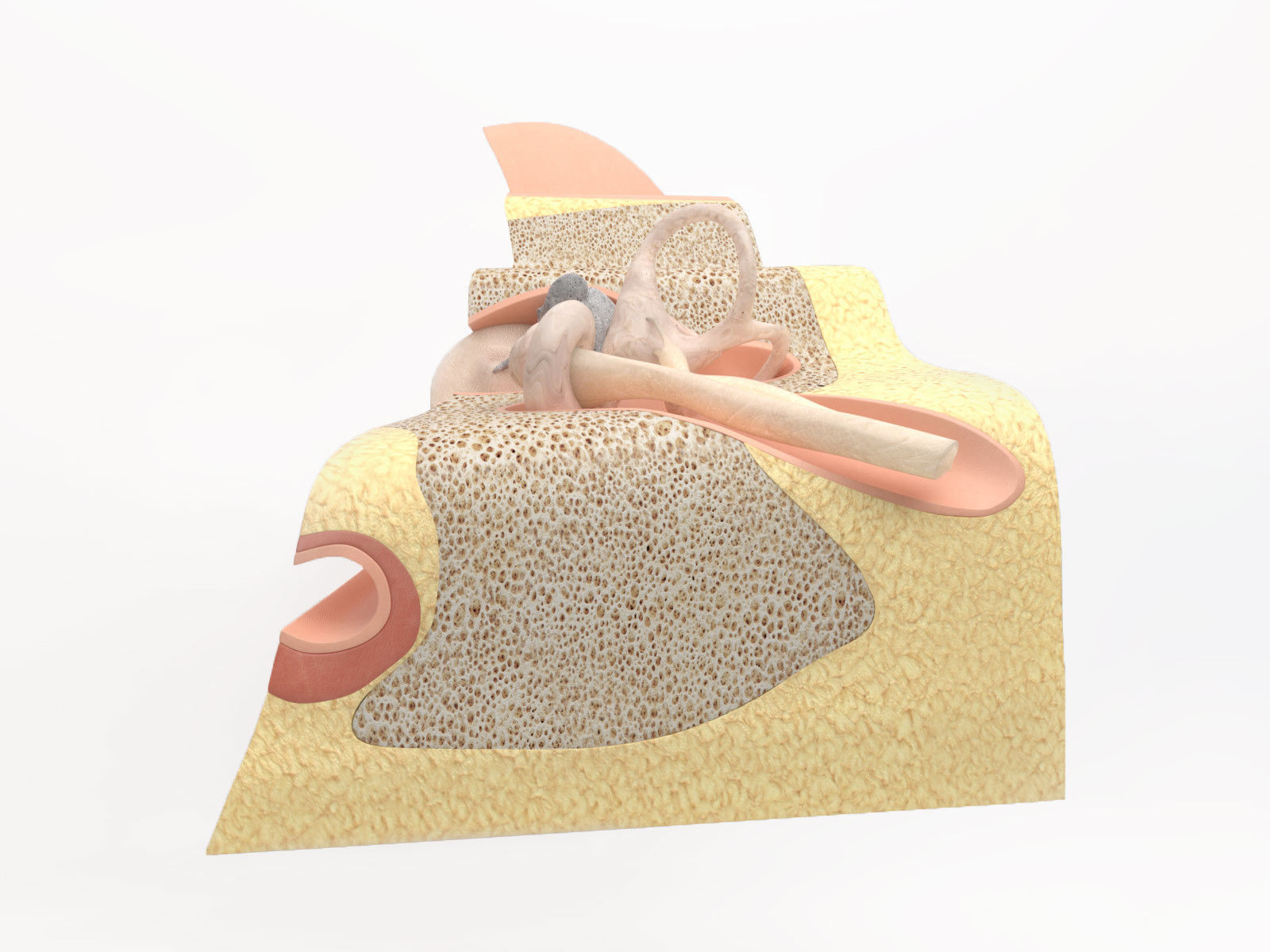 Inner ear 3D model animated | CGTrader