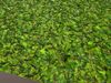Texture PBR seamless jungle ground textures with leaves cover VR / AR ...