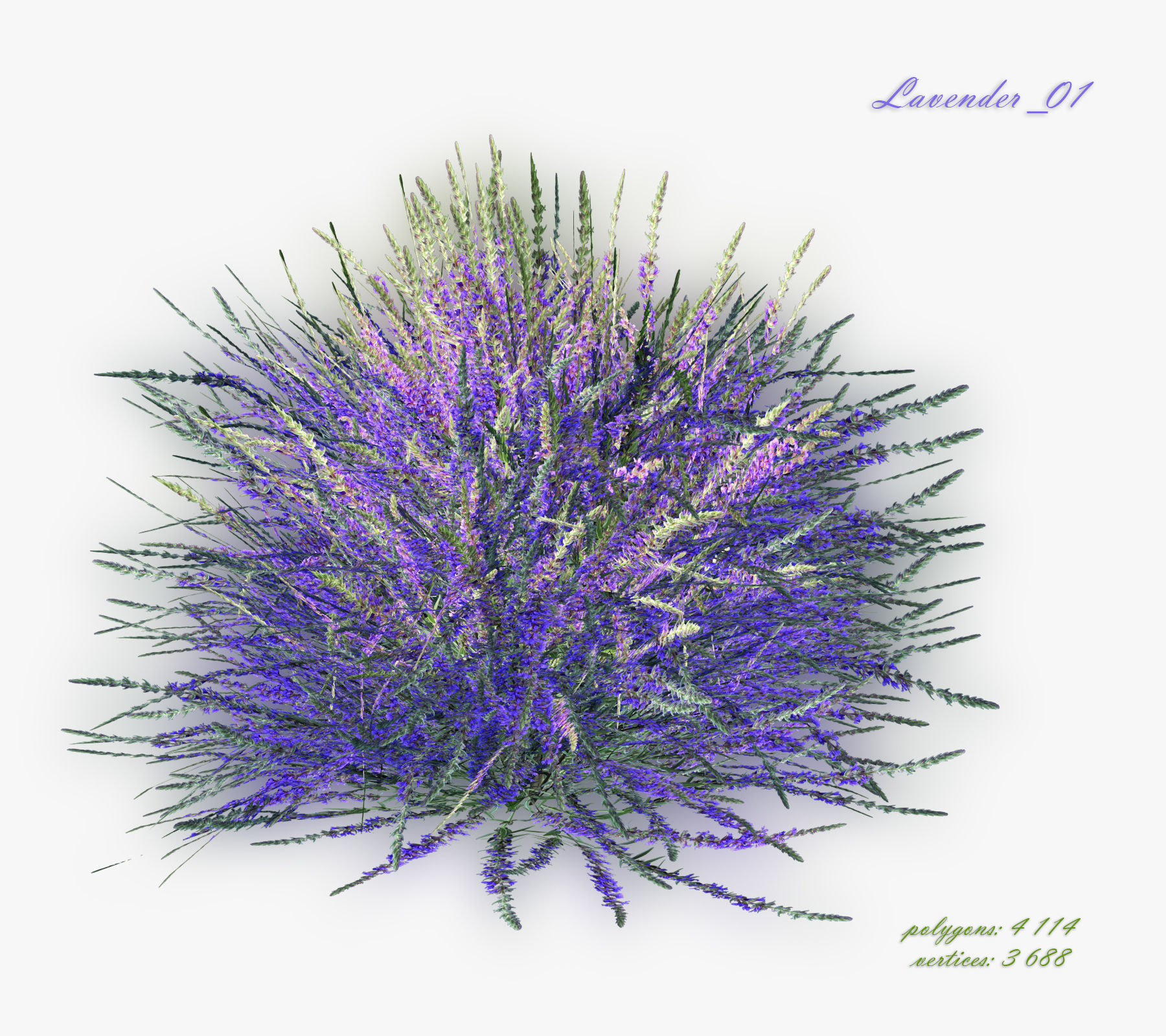 3D model Lavender Bush VR / AR / low-poly | CGTrader