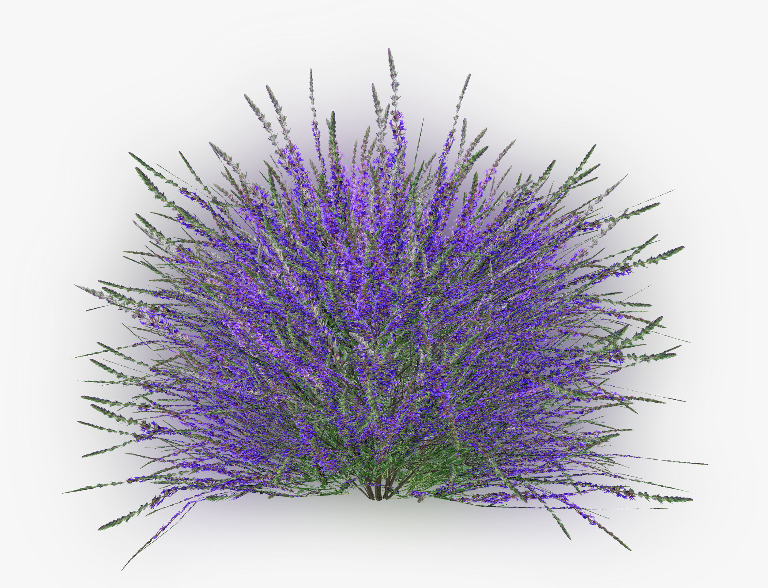 3D model Lavender Bush VR / AR / low-poly | CGTrader
