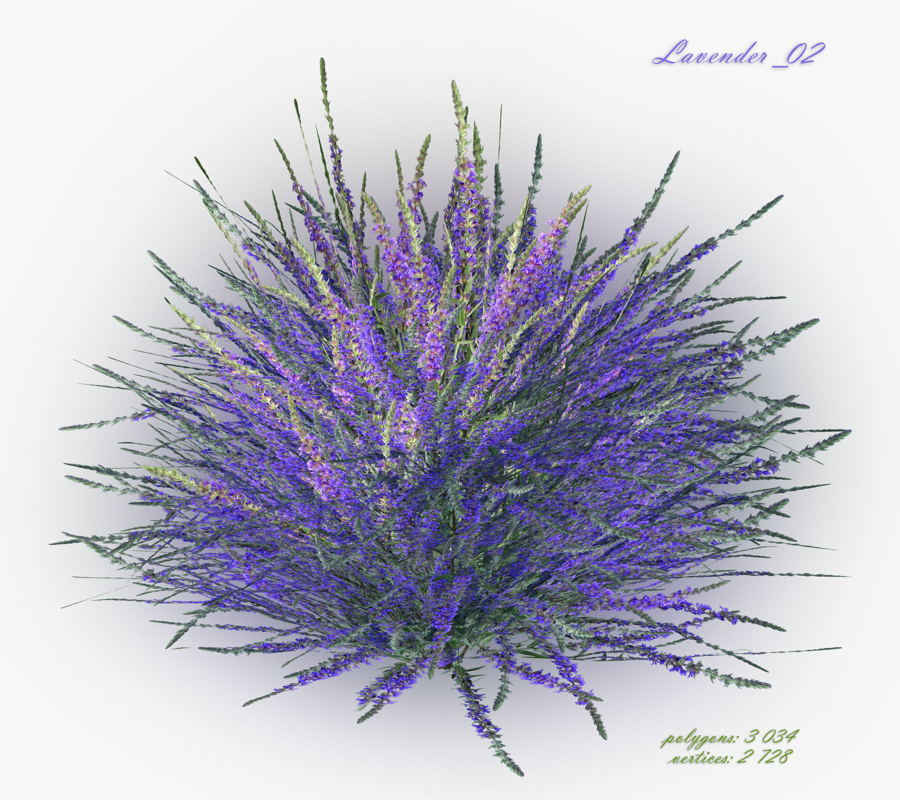 3D model Lavender Bush VR / AR / low-poly | CGTrader