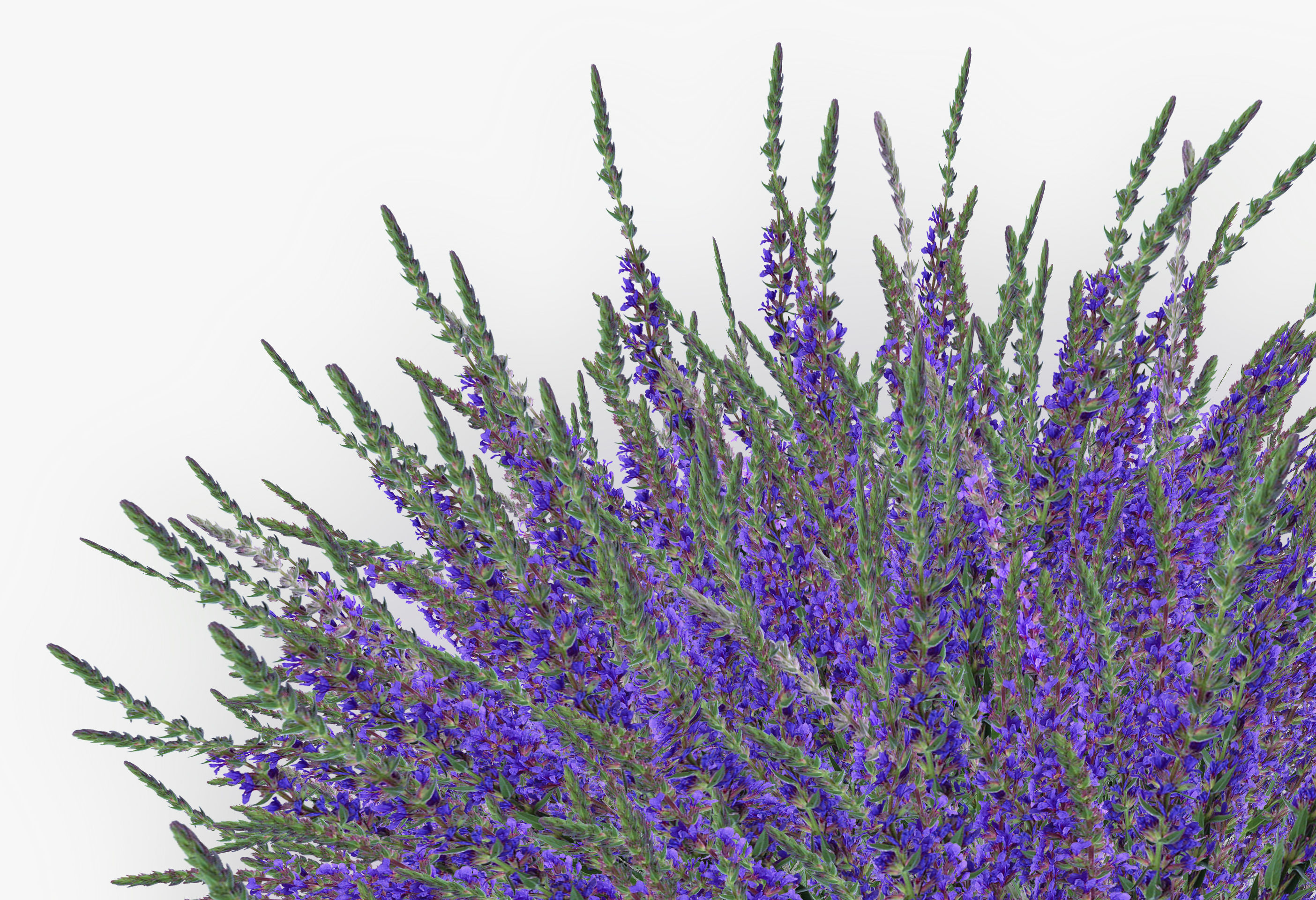 3D model Lavender Bush VR / AR / low-poly | CGTrader