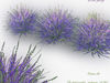 3D model Lavender Bush VR / AR / low-poly | CGTrader
