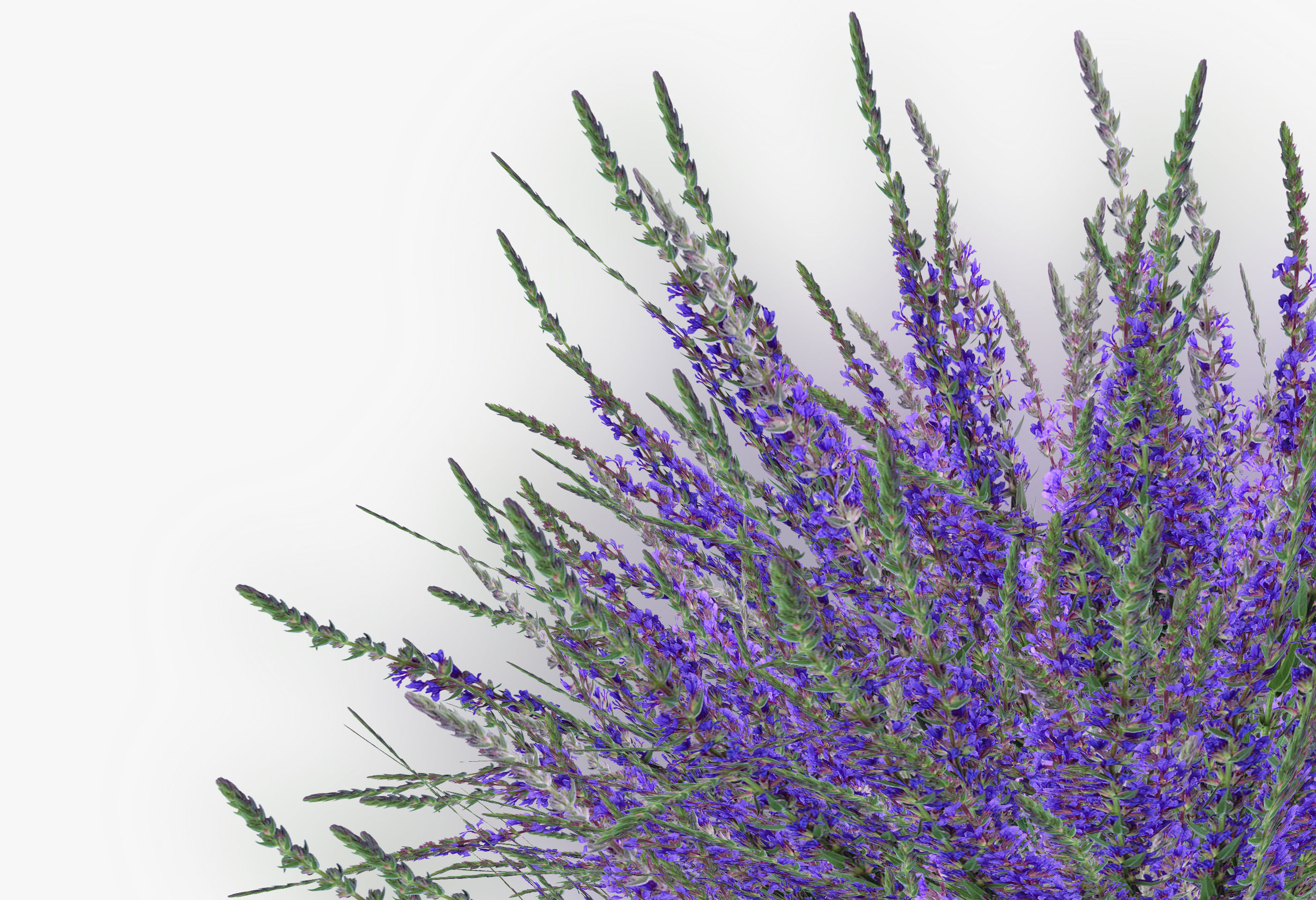 3D model Lavender Bush VR / AR / low-poly | CGTrader