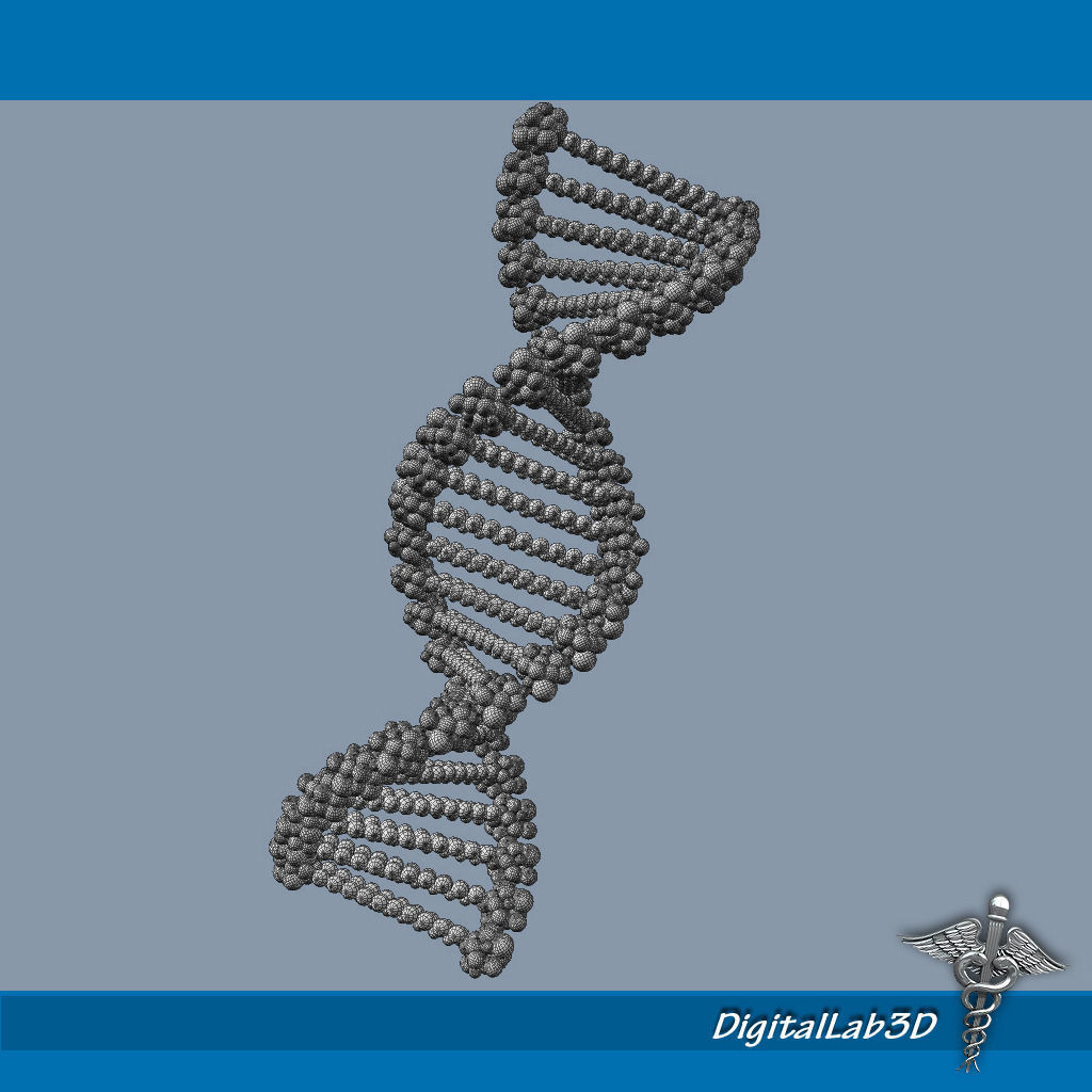 DNA structure 3D model | CGTrader