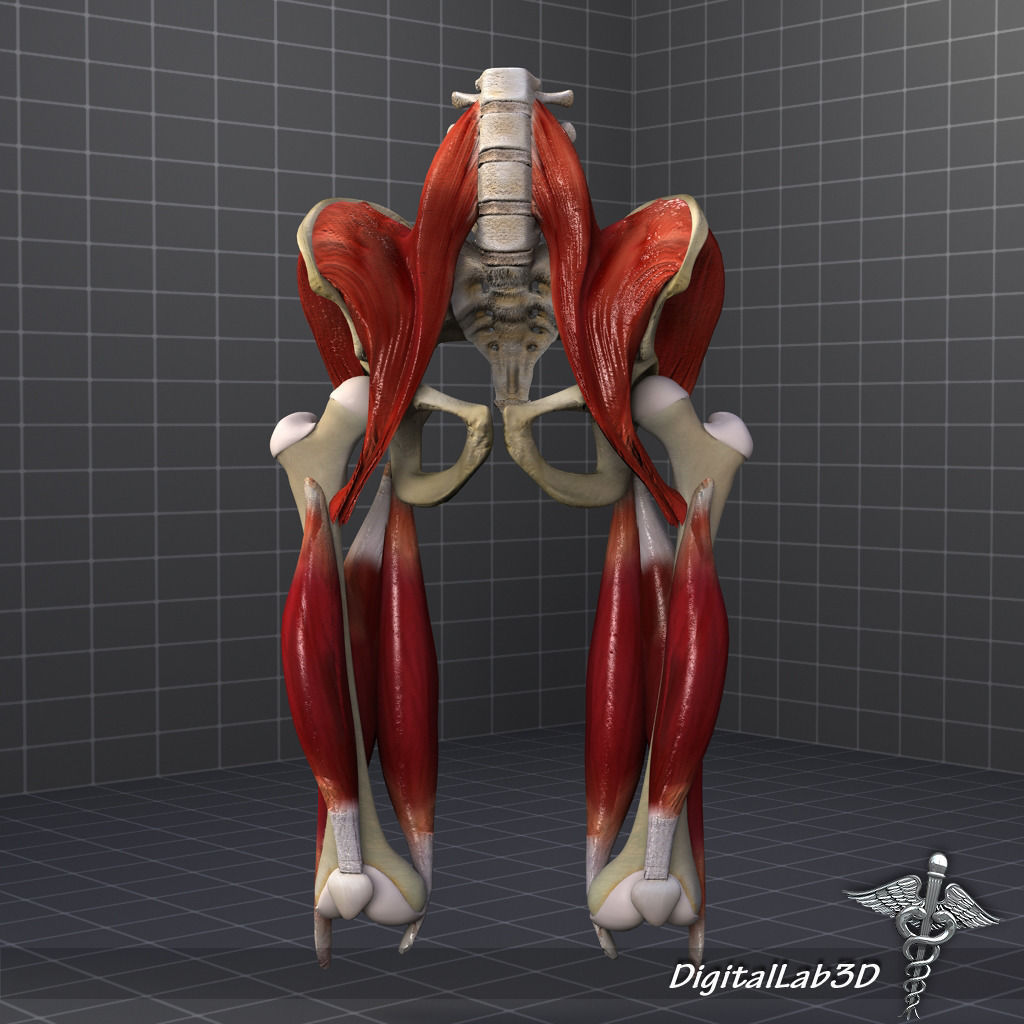 Pelvis Muscle Bone Anatomy 3D model | CGTrader