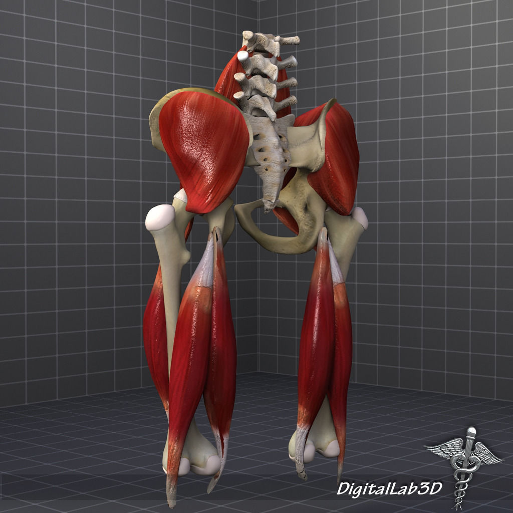 Pelvis Muscle Bone Anatomy 3D model | CGTrader