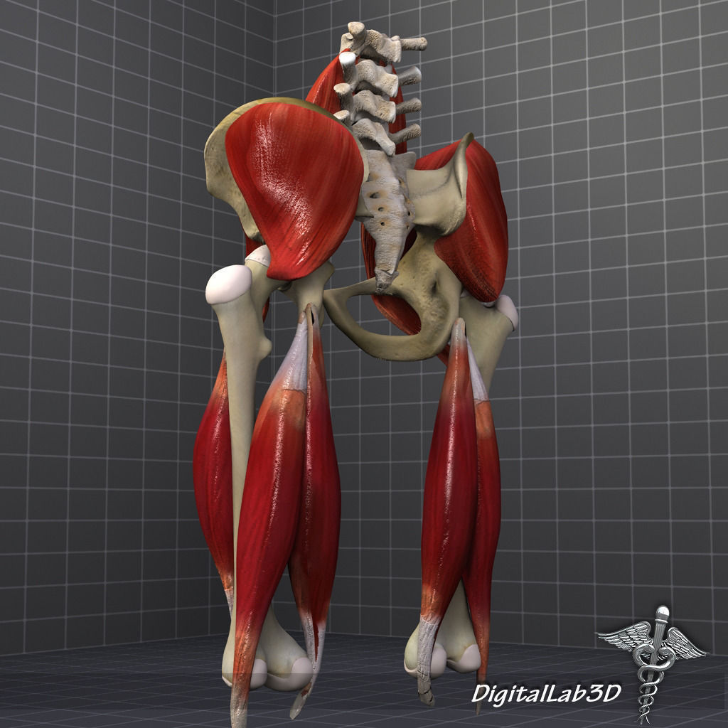 Pelvis Muscle Bone Anatomy 3D model | CGTrader