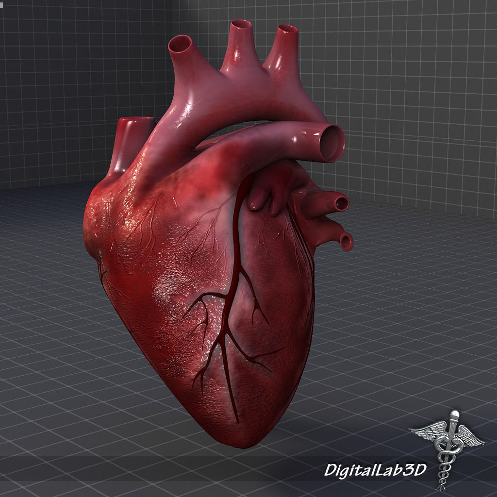 Human Heart Anatomy 1 3D model | CGTrader