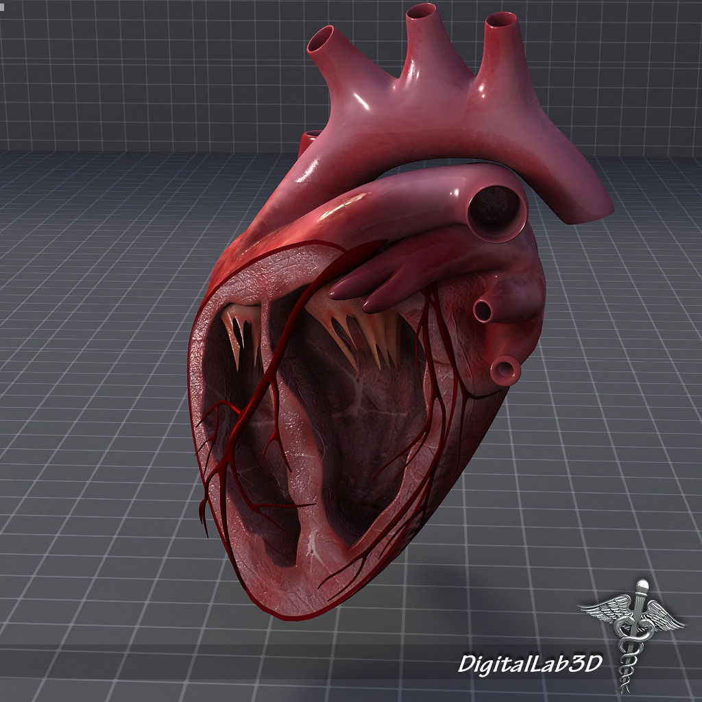 Human Heart Anatomy 1 3D Model MAX OBJ 3DS FBX C4D LWO LW LWS ...