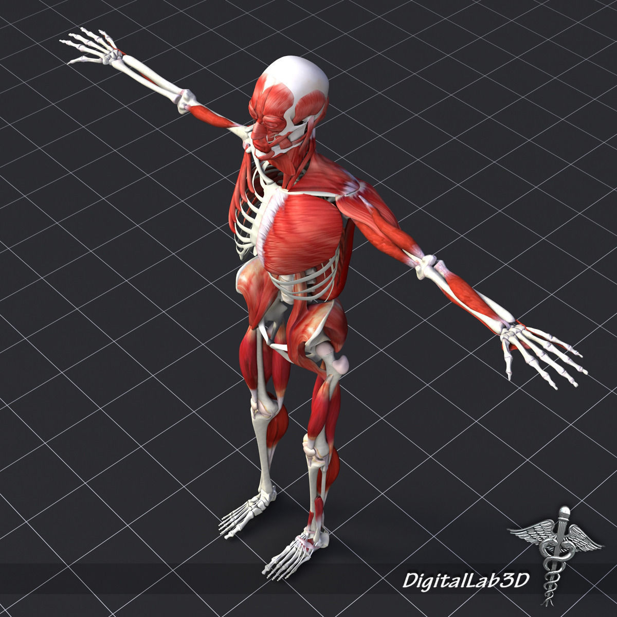 Human Muscles And Bones : Full Body Human Skeleton With Muscles ...