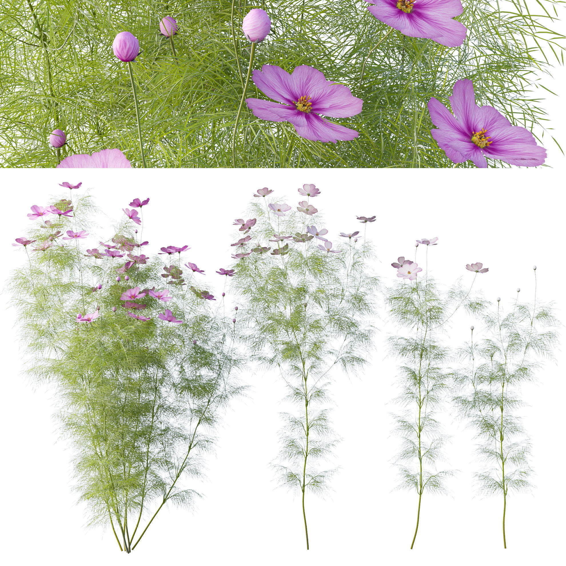 Cosmos flower 3D model | CGTrader