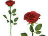 Single beautiful red rose 3D model | CGTrader