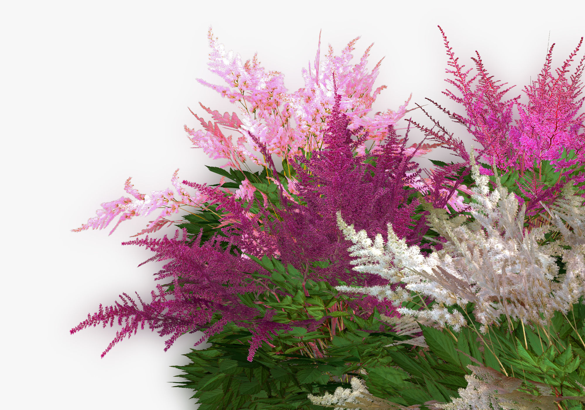 3D model Flower Astilbe VR / AR / low-poly | CGTrader