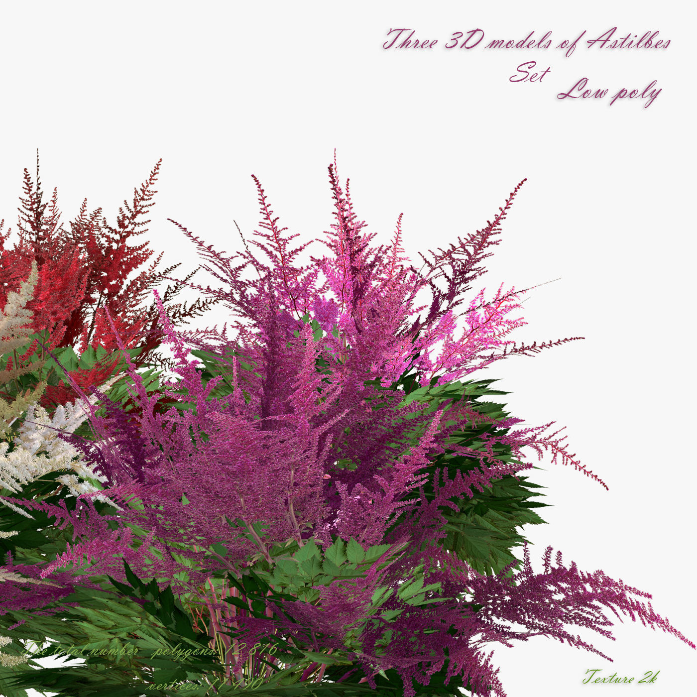 3D model Flower Astilbe VR / AR / low-poly | CGTrader