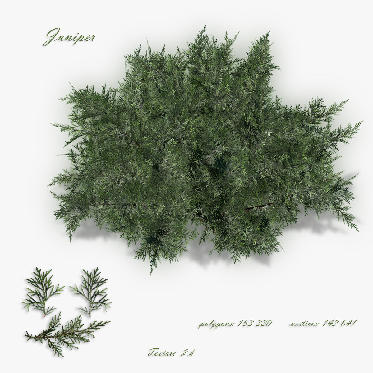 Juniper 3D model | CGTrader
