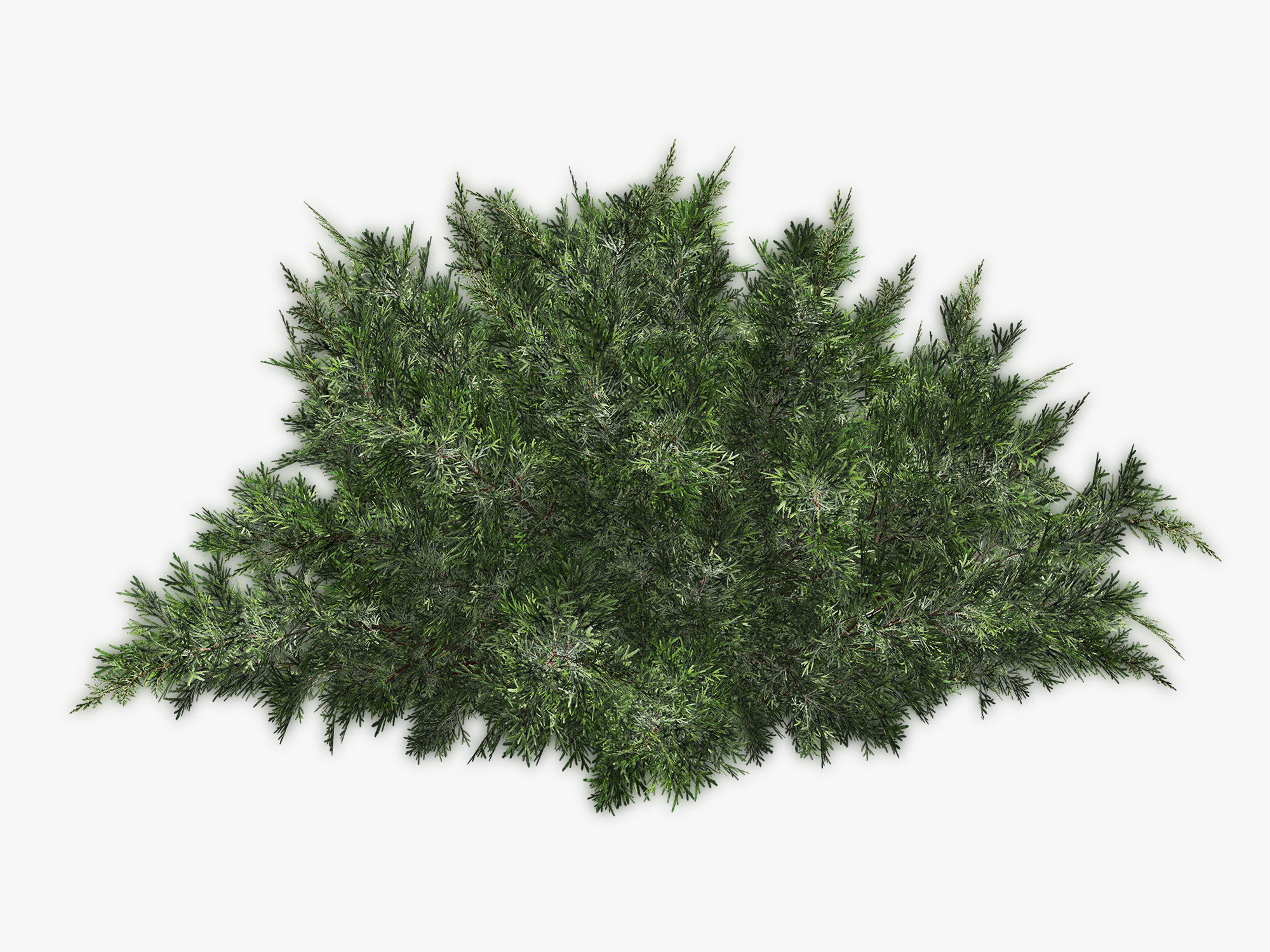 Juniper 3D model | CGTrader