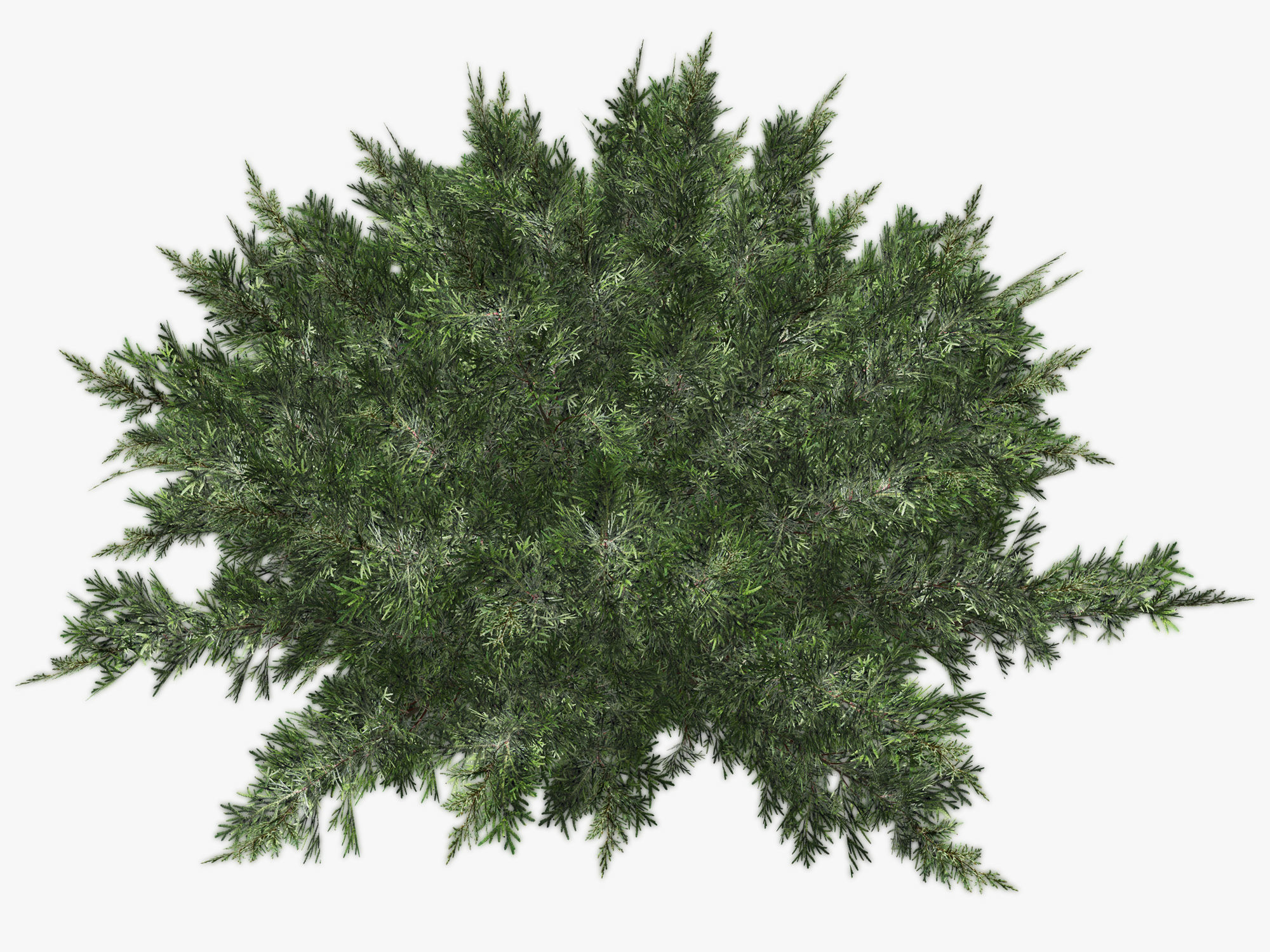 Juniper 3D model | CGTrader