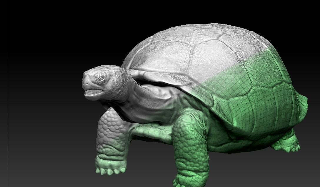 3D model Galapagos Tortoise VR / AR / low-poly rigged animated | CGTrader