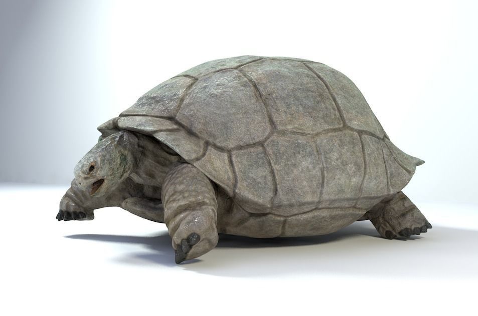 3D model Galapagos Tortoise VR / AR / low-poly rigged animated | CGTrader