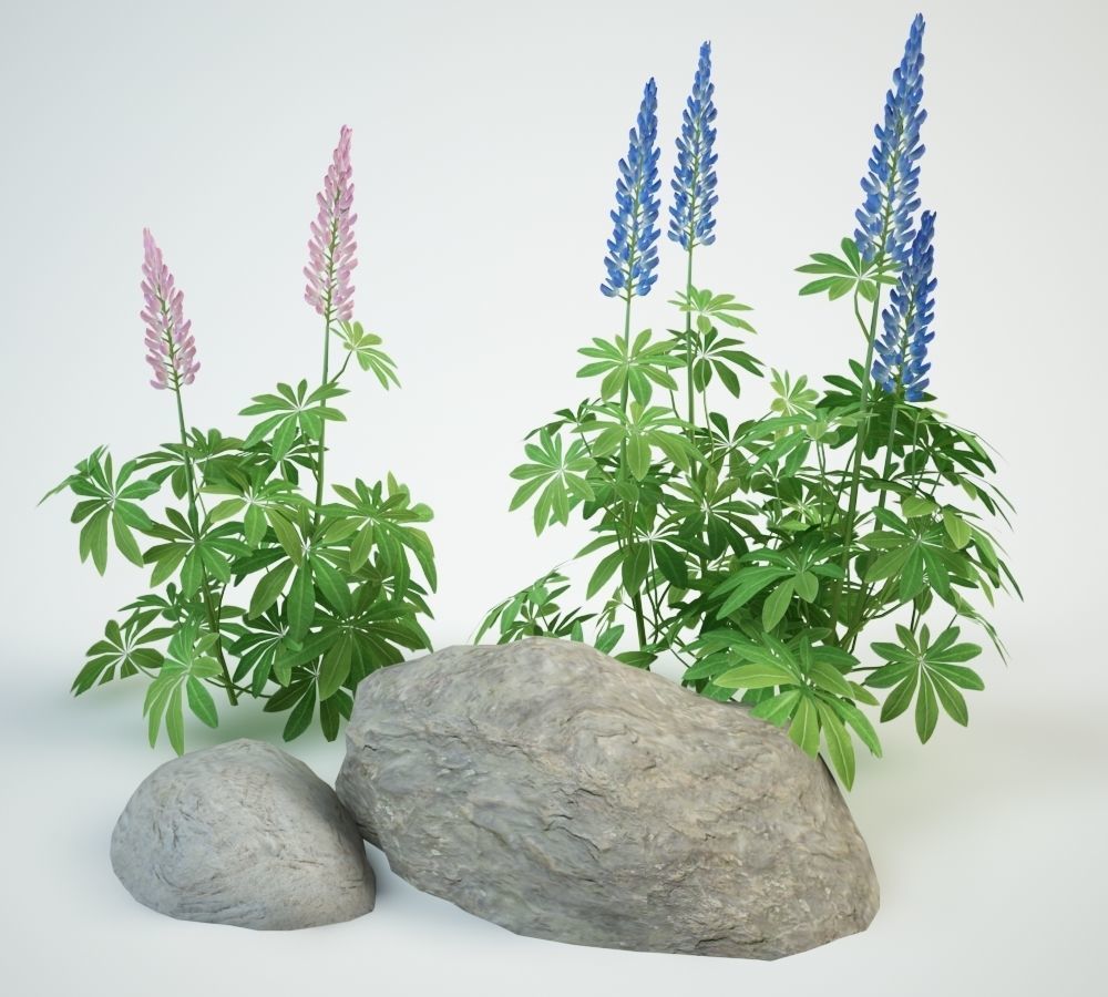 lupine composition 3D model | CGTrader