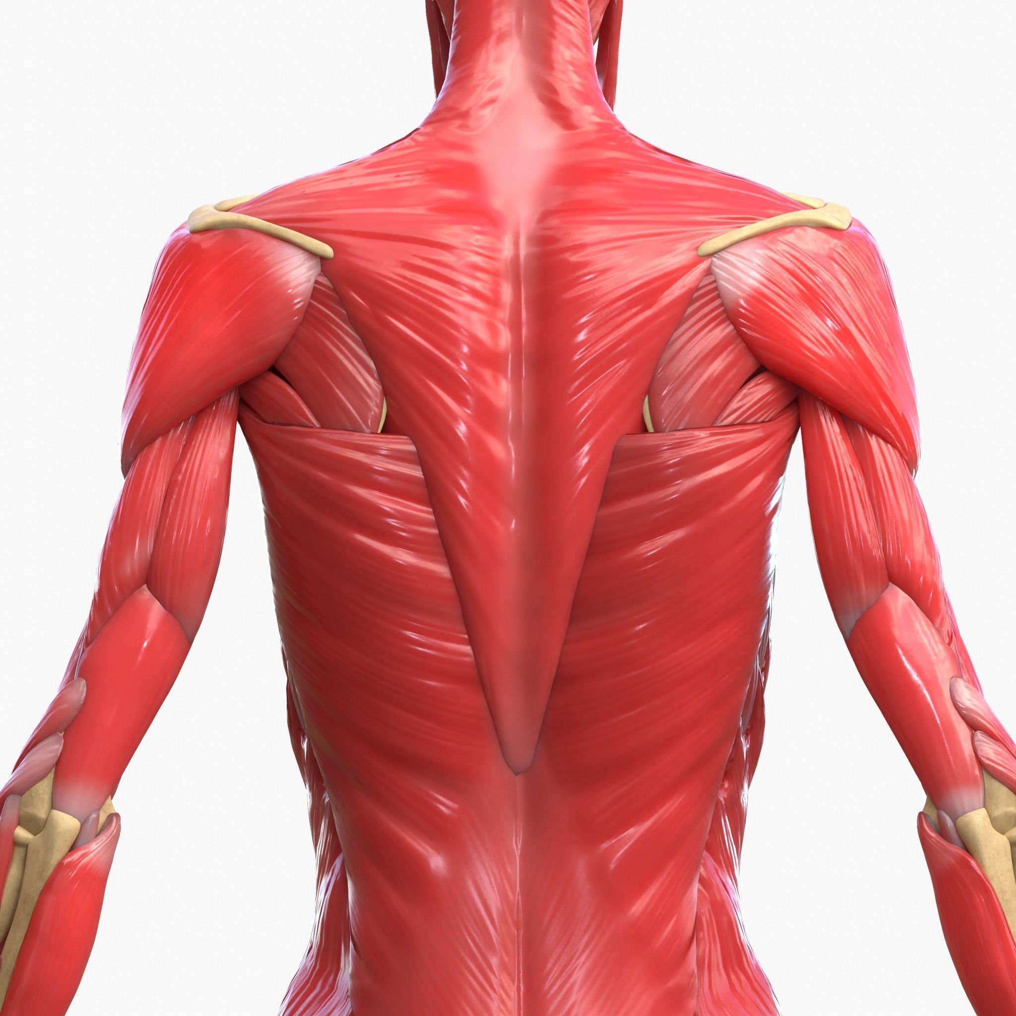 Full Body Muscle Anatomy 3D model | CGTrader